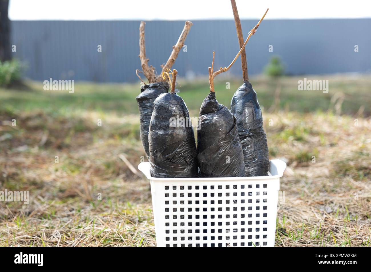 Seedlings of fruit bushes and trees in tubes, ready to plant in the ...