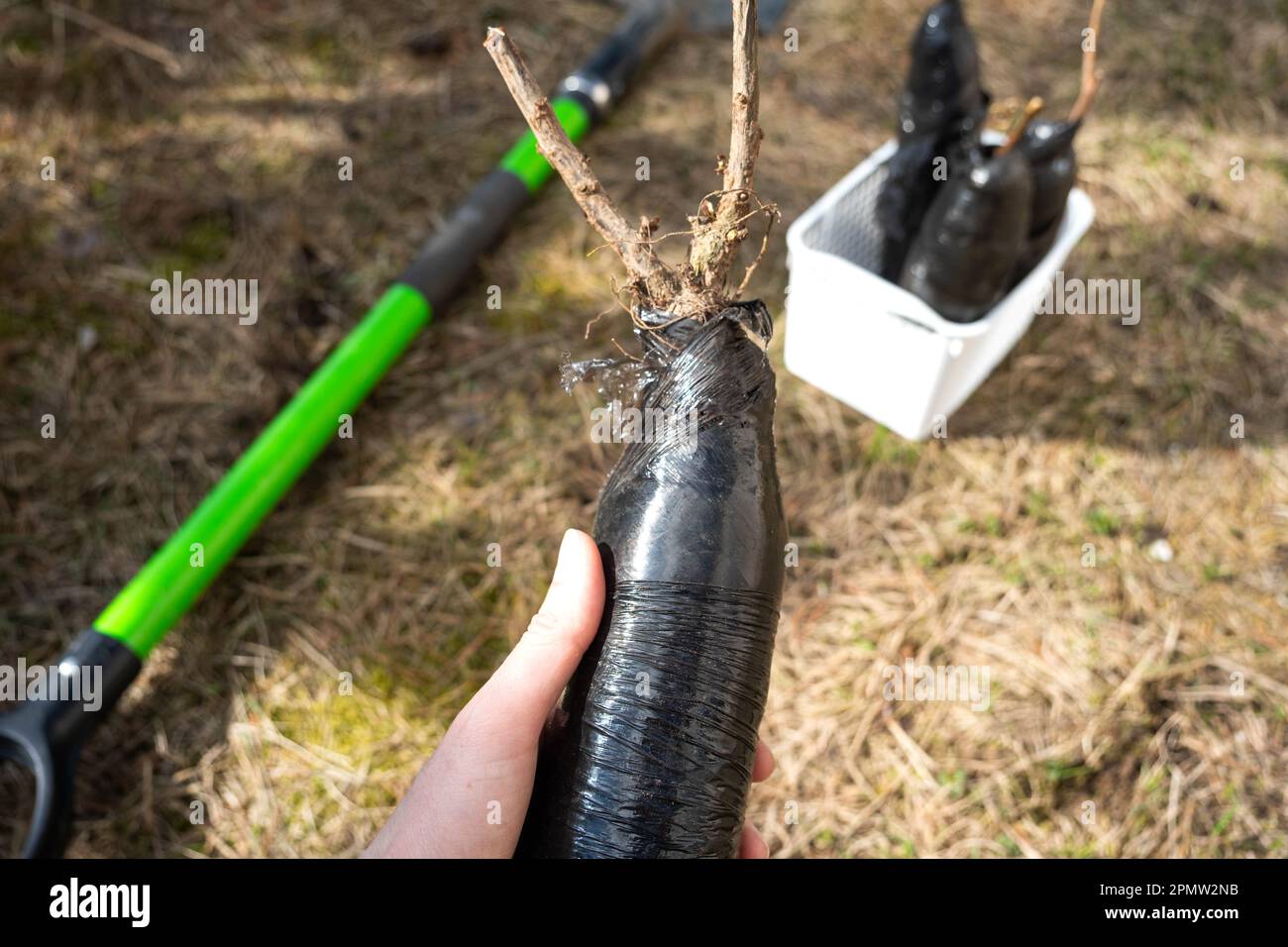 Seedlings of fruit bushes and trees in tubes, ready to plant in the ...