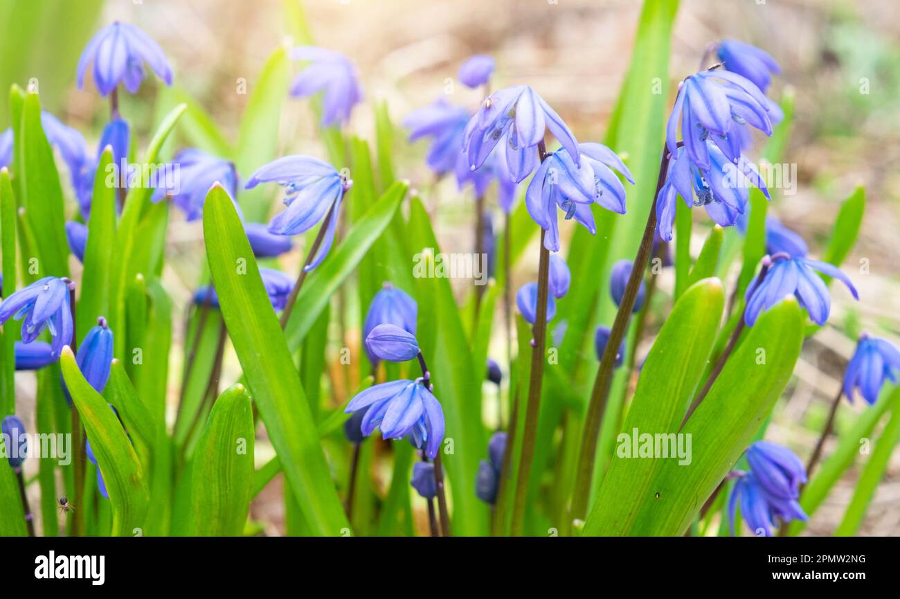 First spring blue flowers snowdrops close-up. Spring, the first green ...
