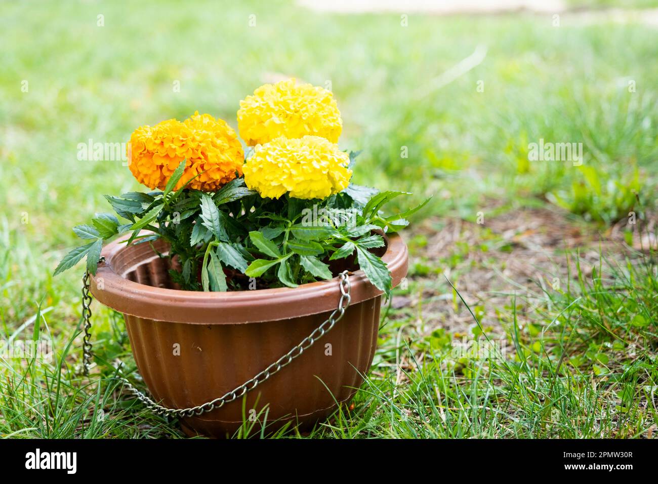 Yellow and orange marigold seedlings with roots are prepared for ...