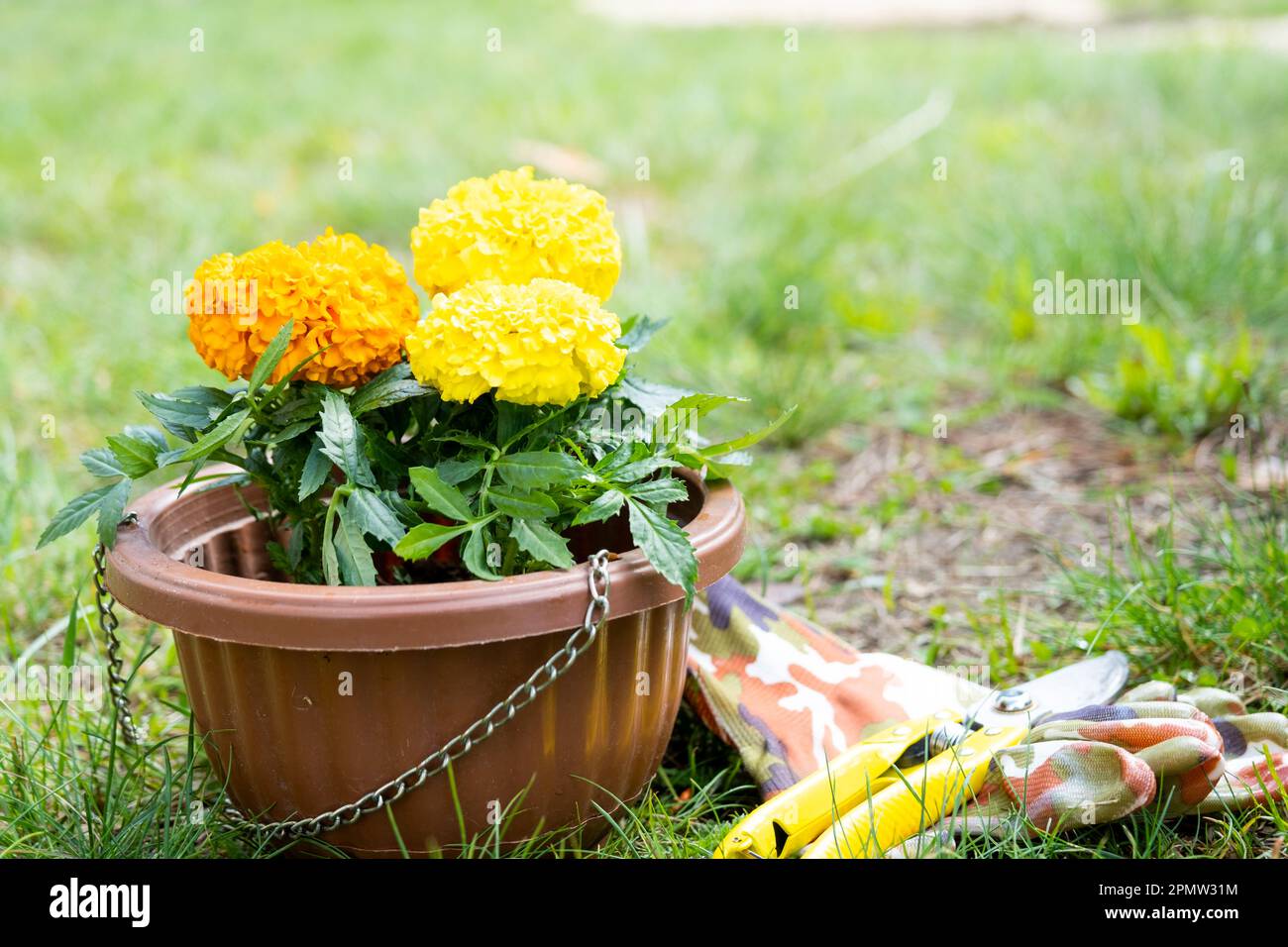 Yellow and orange marigold seedlings with roots are prepared for ...