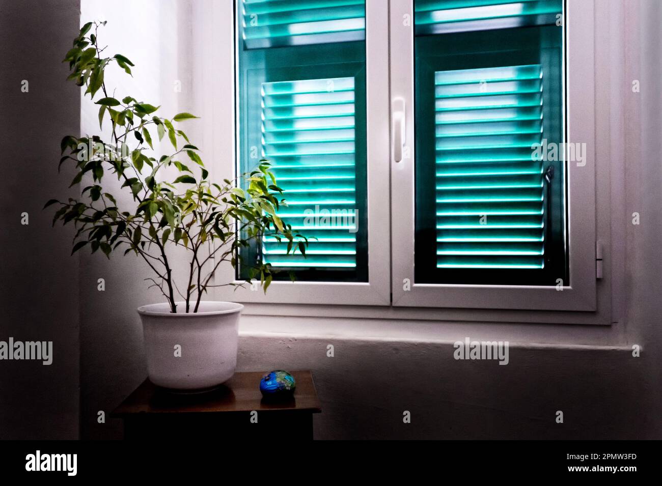 Home interior. Furniture. Window with ornamental plant where the light ...