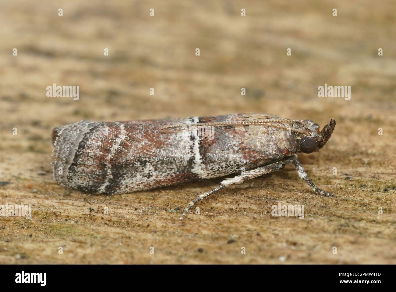Natural closeup on the small but colorful Mediterranean Alophia ...