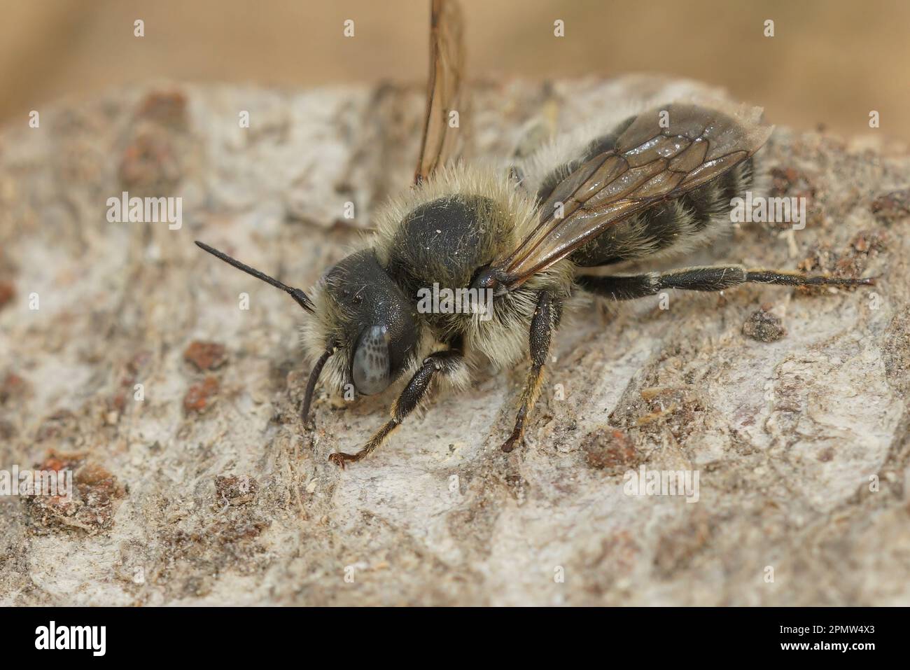 Natural detailed closeup on a female Bisulcate Small-Mason bee ...