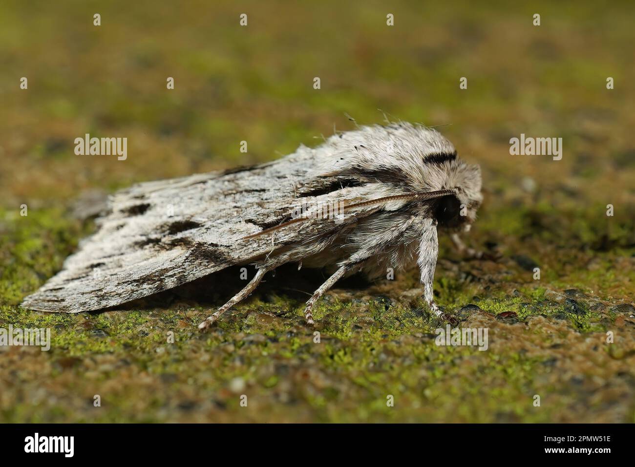 Natural closeup of a hairy dart owlet moth, Egira crucialis, at Humbug ...