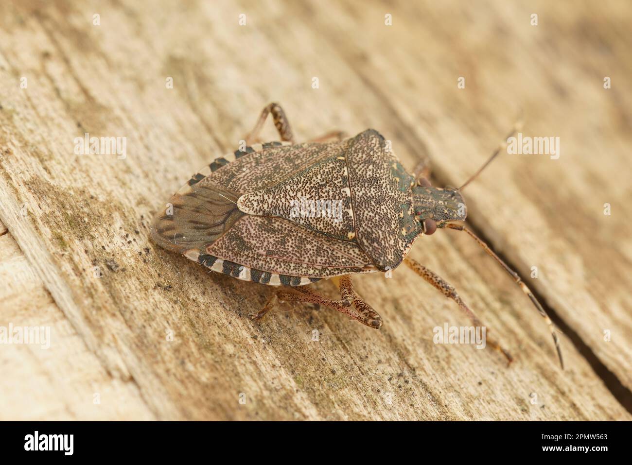 Pentatomid hi-res stock photography and images - Alamy