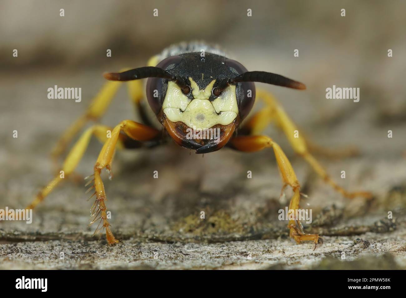 Natural detaled facial frontal close up of the head of a European ...