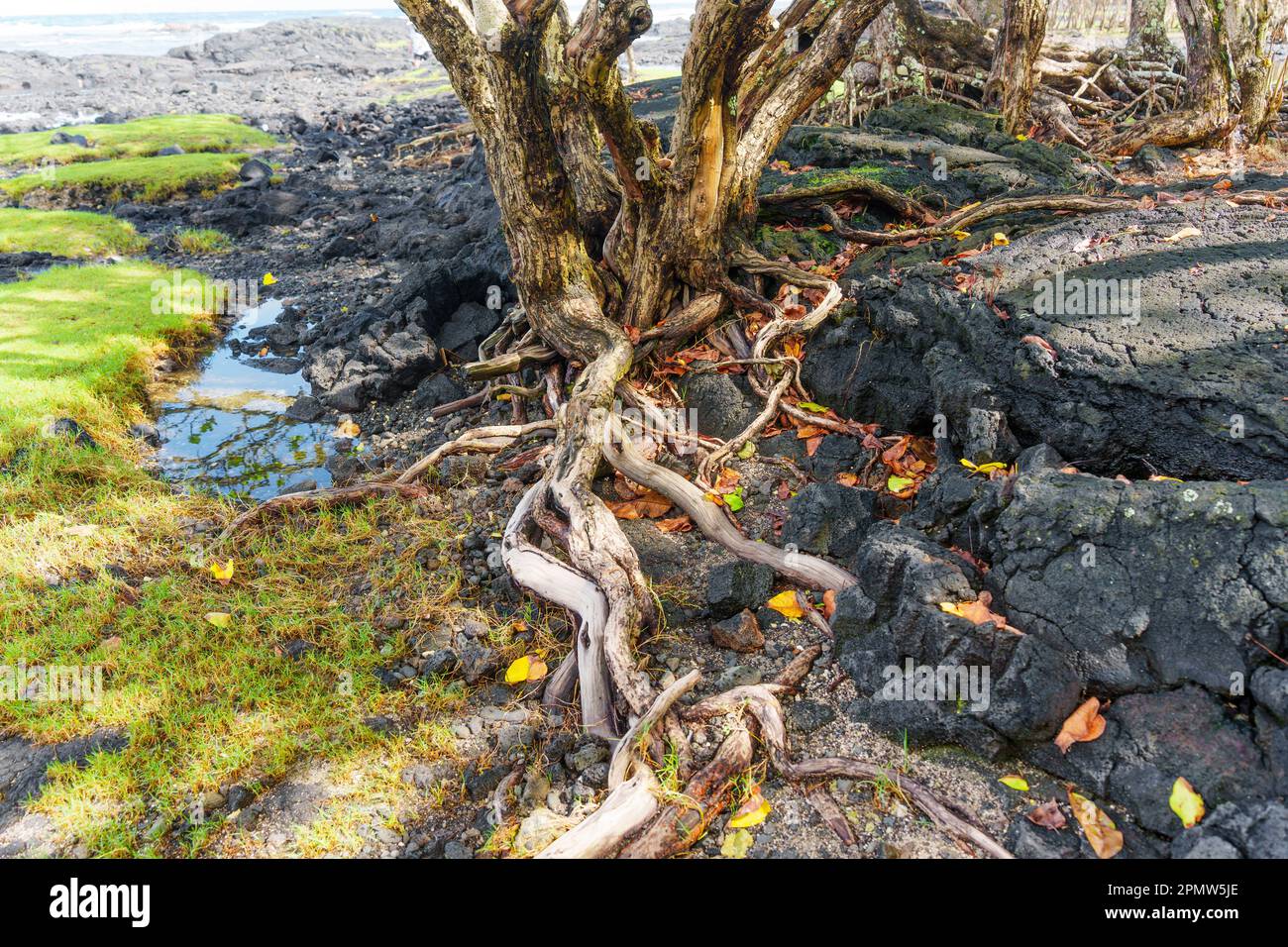 Hawaiian coastal landscape with scarce trees, rooted firmly on volcanic ...