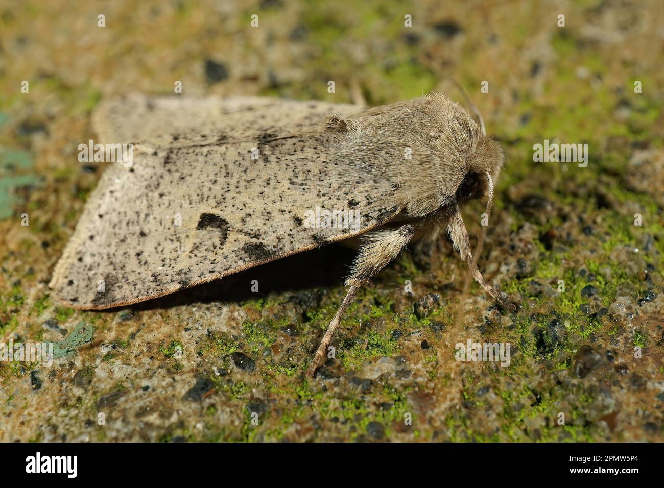 Detailed closeup on an Oregon Orthosia owlet moth species, sitting on ...