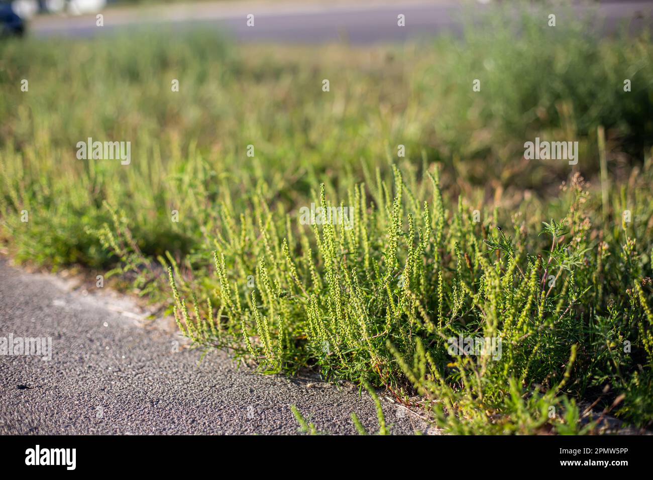 Ragweed bushes. Ambrosia artemisiifolia dangerous allergy-causing plant ...