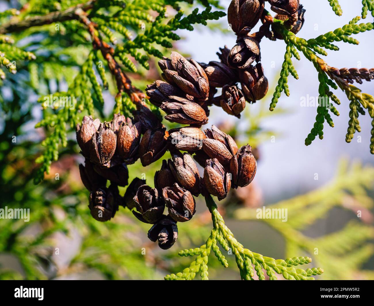 Lots of little brown thuja cones on a branch in close-up Stock Photo ...