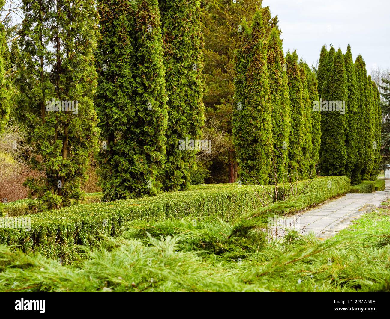 Row of bushes hi-res stock photography and images - Alamy
