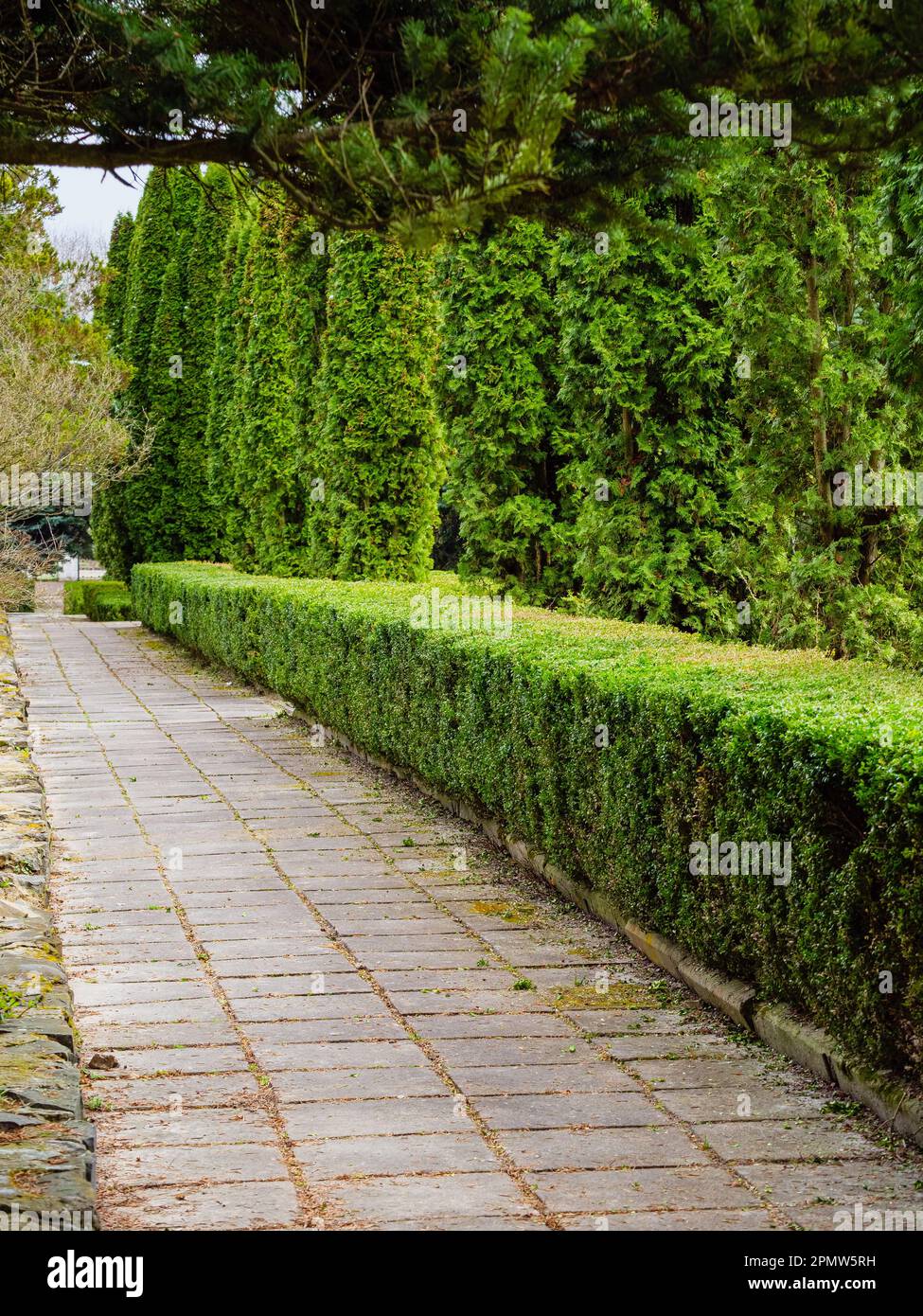 A row of bushes and thuja trees and bushes along the concrete slab ...