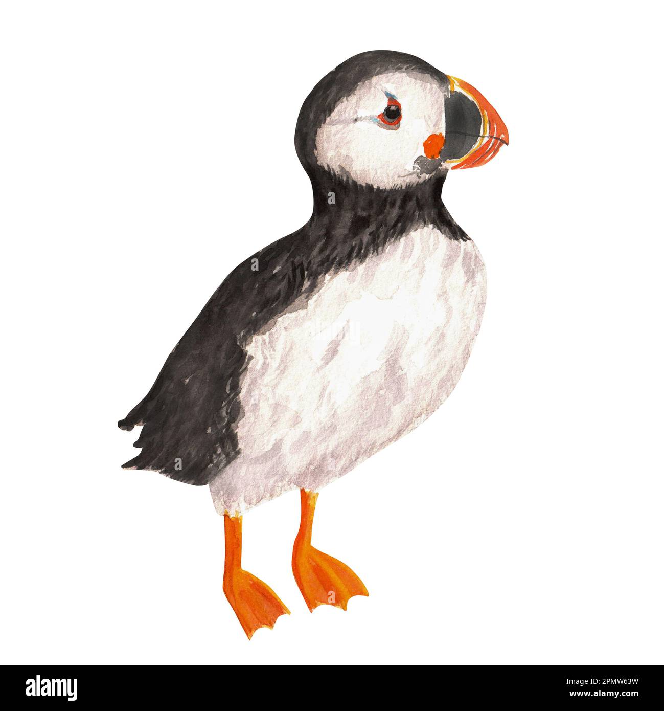 Tufted Puffin Drawing