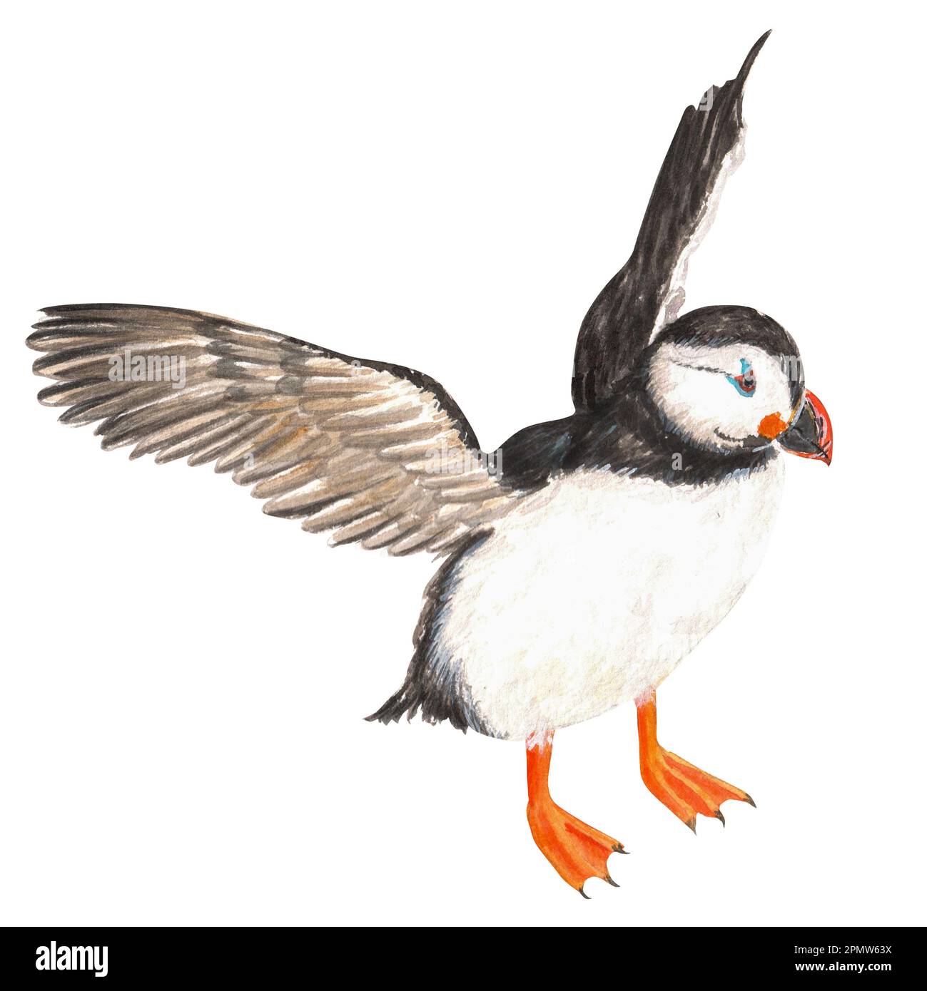 Hand drawn watercolor puffin sitting on the ground. A small part of ...