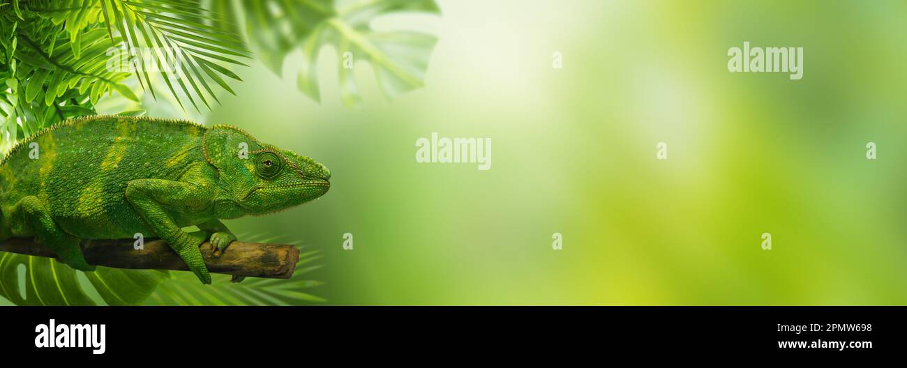 Green Chameleon on a tree branch surrounded by tropical leaves. Banner ...