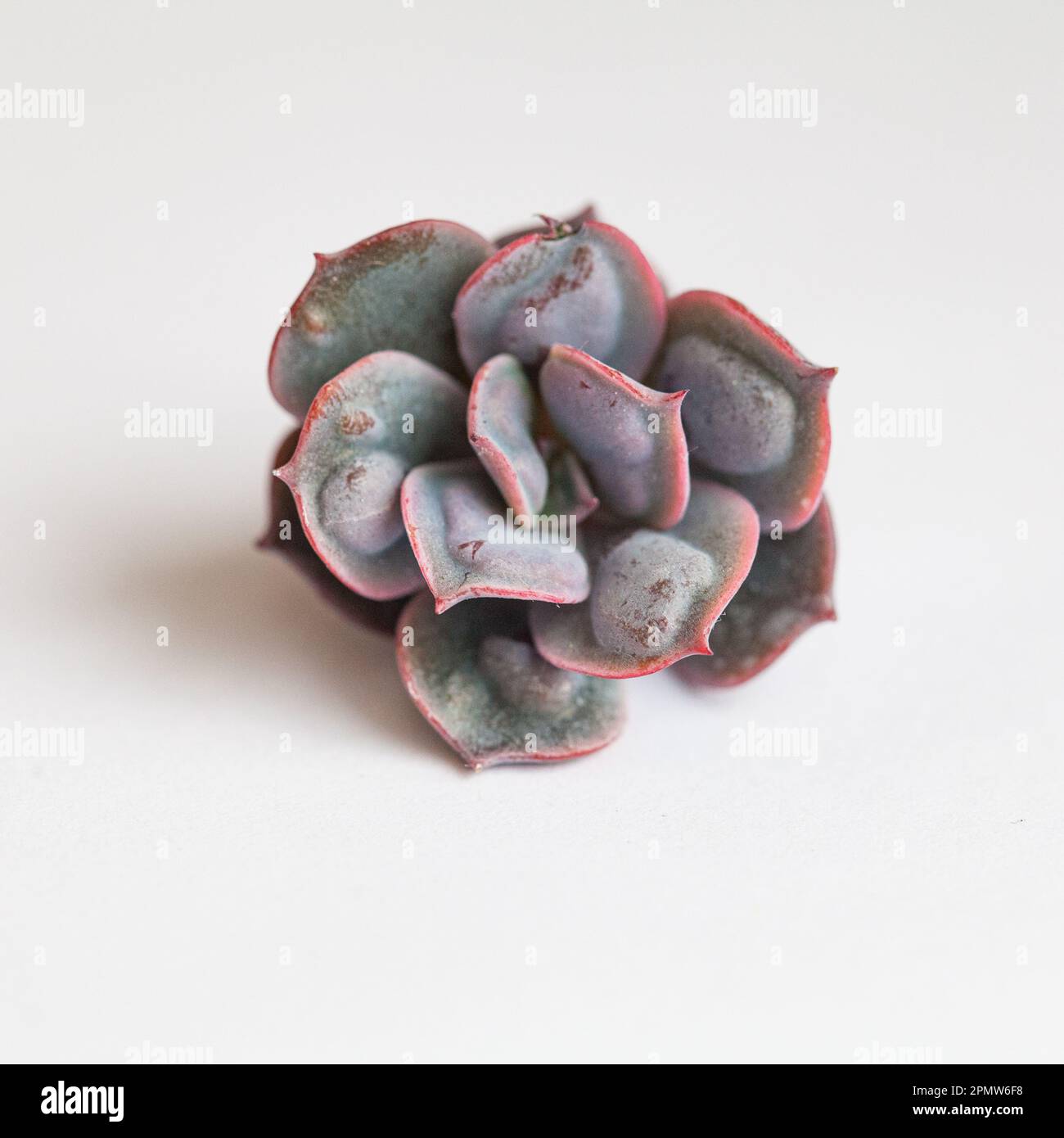 Echeveria Heart's Delight succulent plant closeup on white background ...