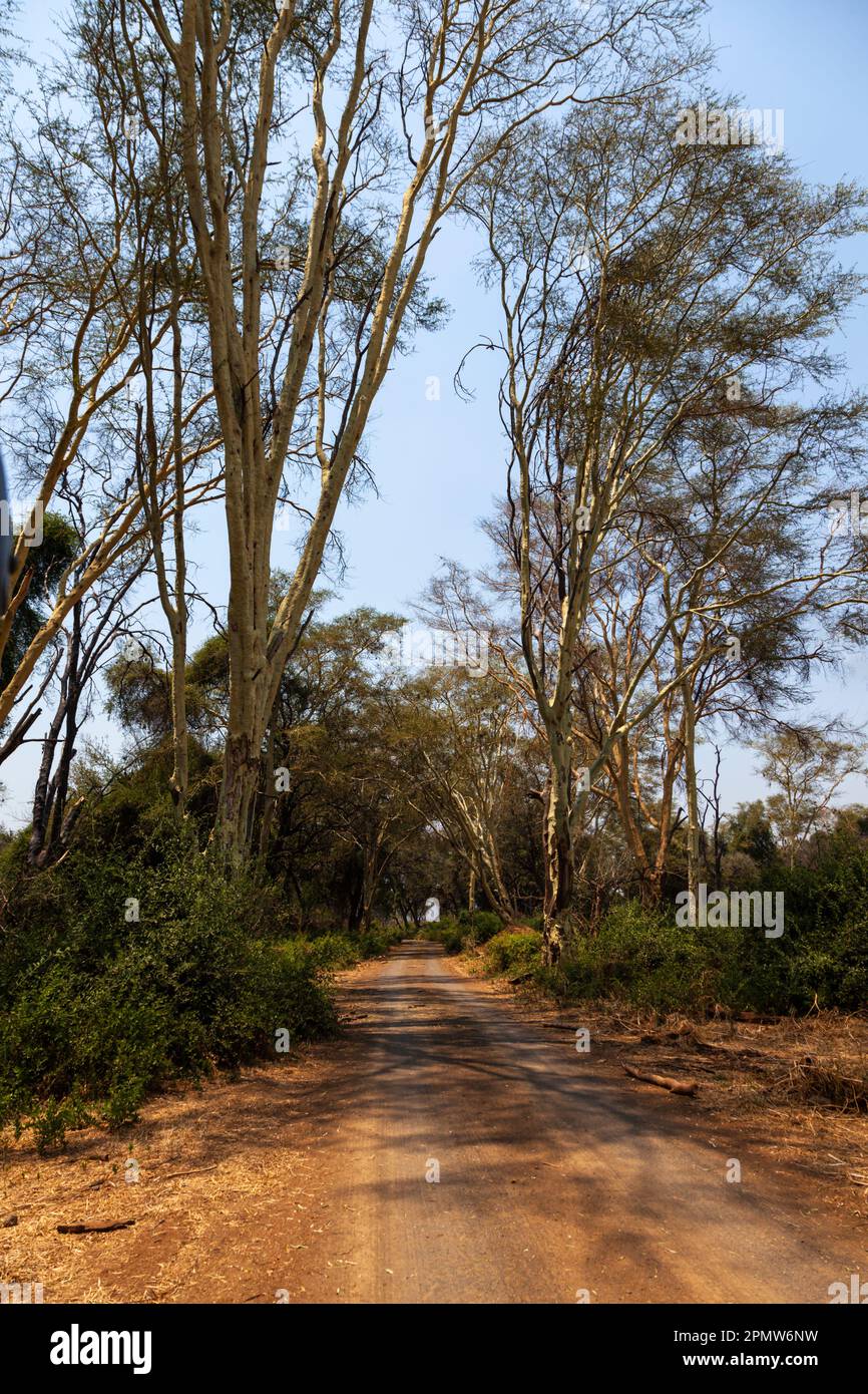 Gravel road in fever tree forest Kruger Np South Africa Stock Photo - Alamy Gravel road in fever tree forest Kruger Np South Africa Stock Photo - Alamy