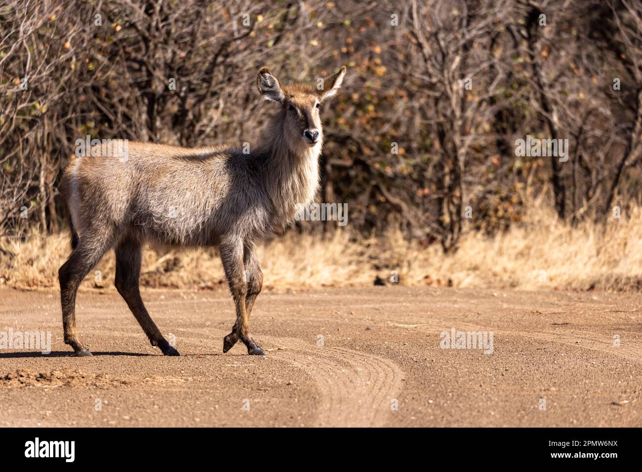 Adult female waterbuck walking over the gravel road Kruger NP South ...