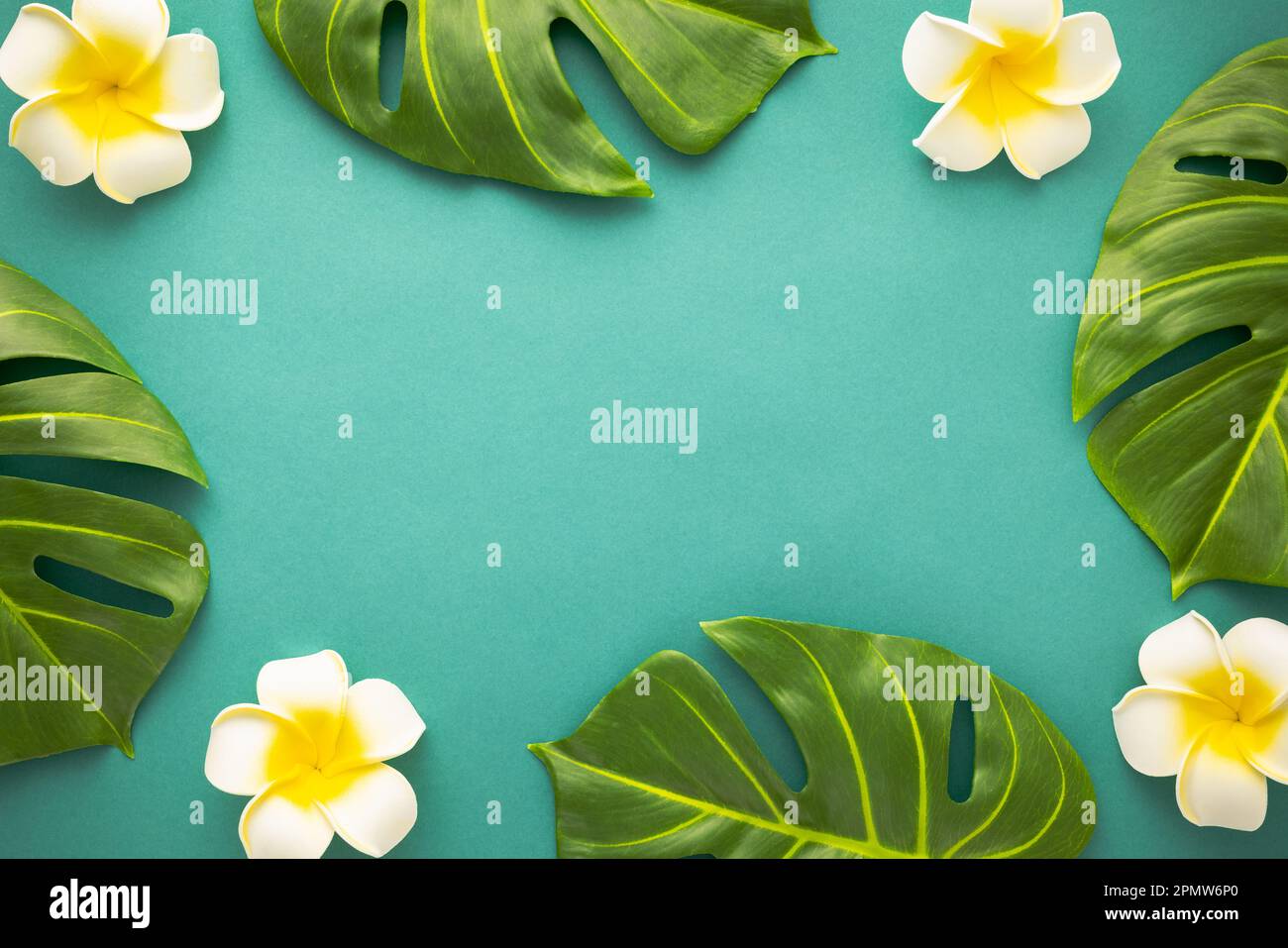 Summer background with tropical frangipani flowers and green tropical ...