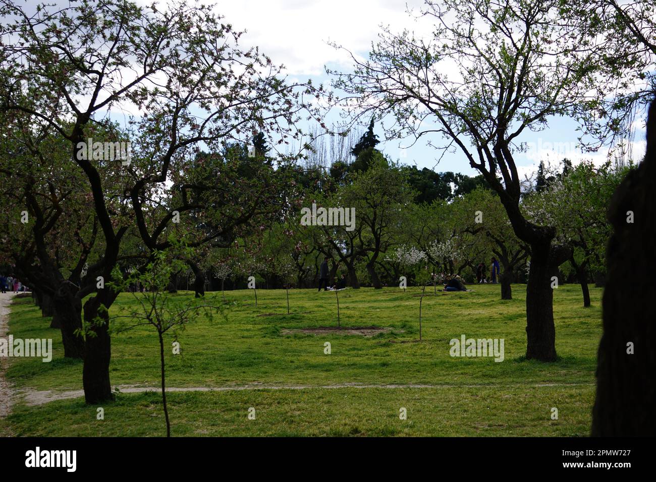 Spring blossoms in a park in Madrid Stock Photo - Alamy