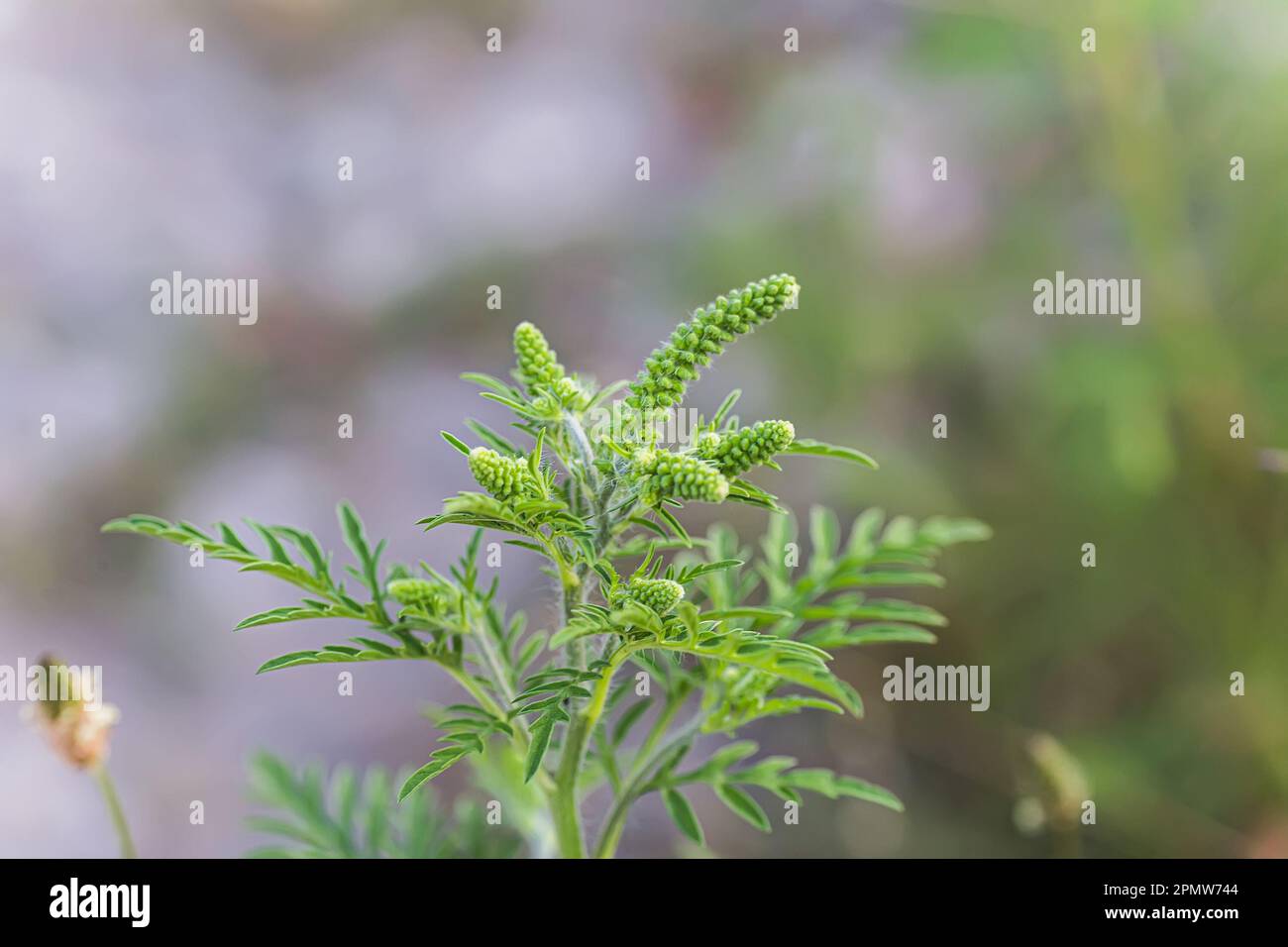 Blooming Ambrosia artemisiifolia is a dangerous allergenic plants. weed ...