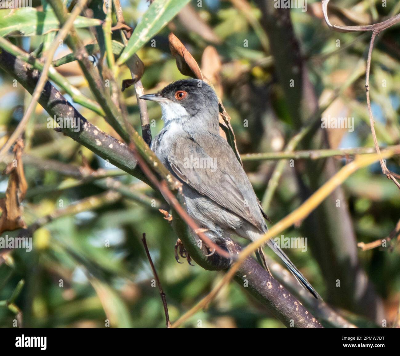 Curruca melanocephala cyprus hi-res stock photography and images - Alamy