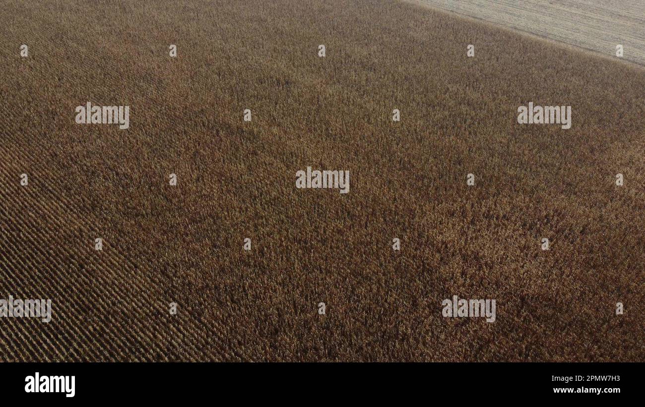 Aerial view dry corn field hi-res stock photography and images - Alamy