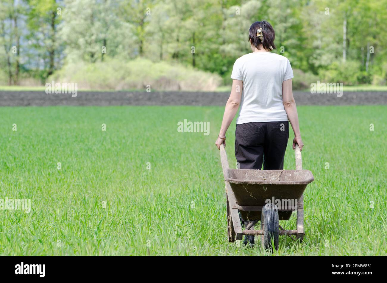 Woman with a Wheelbarrow on the Green Field with Grass Stock Photo - Alamy