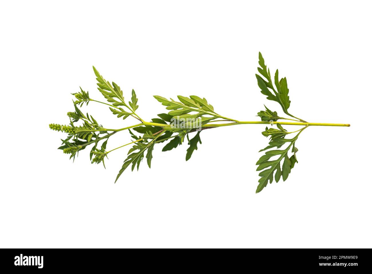 Blooming Ambrosia artemisiifolia is a dangerous allergenic plant ...