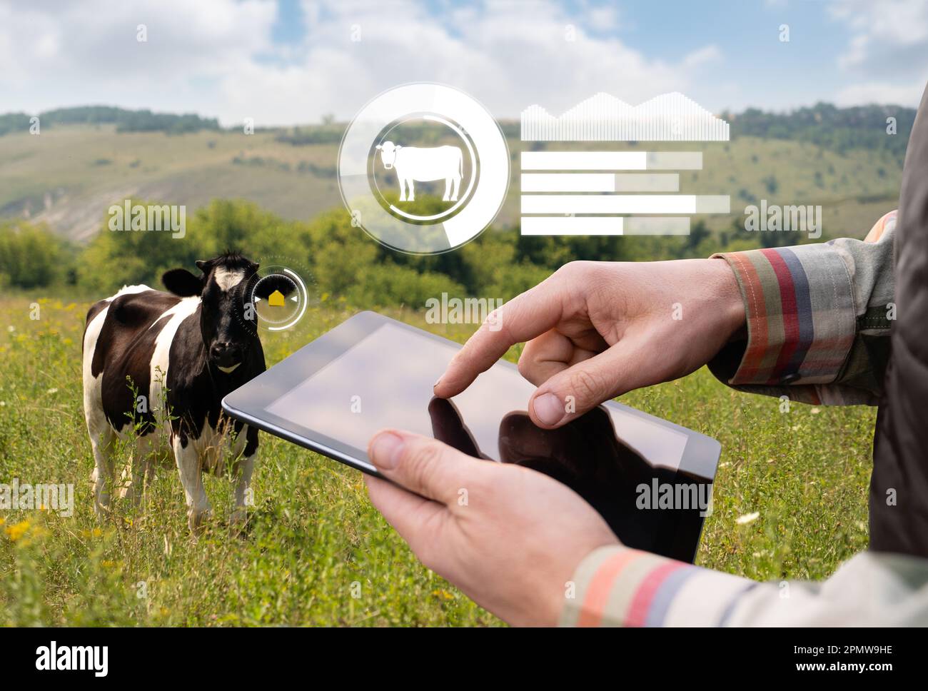 Farmer with tablet computer inspects cows in the pasture. Herd ...