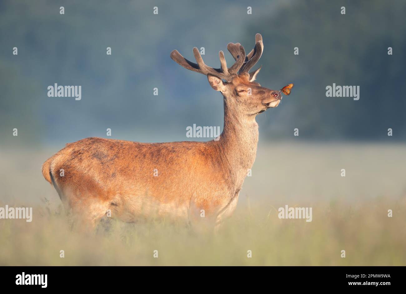 Close up of a red deer stag with a butterfly on a nose in summer ...