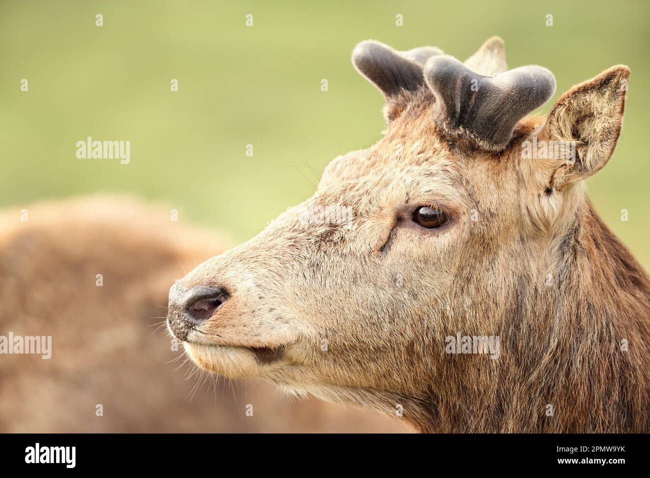 Portrait of a red deer stag with velvet antlers in spring, United ...