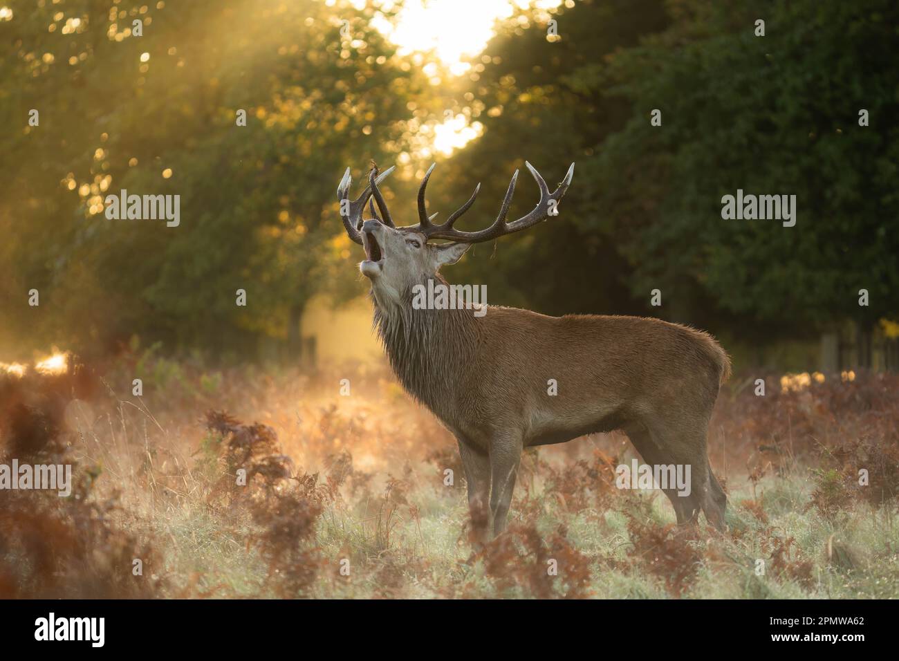 Red deer stag in morning mist during rut Stock Photo - Alamy