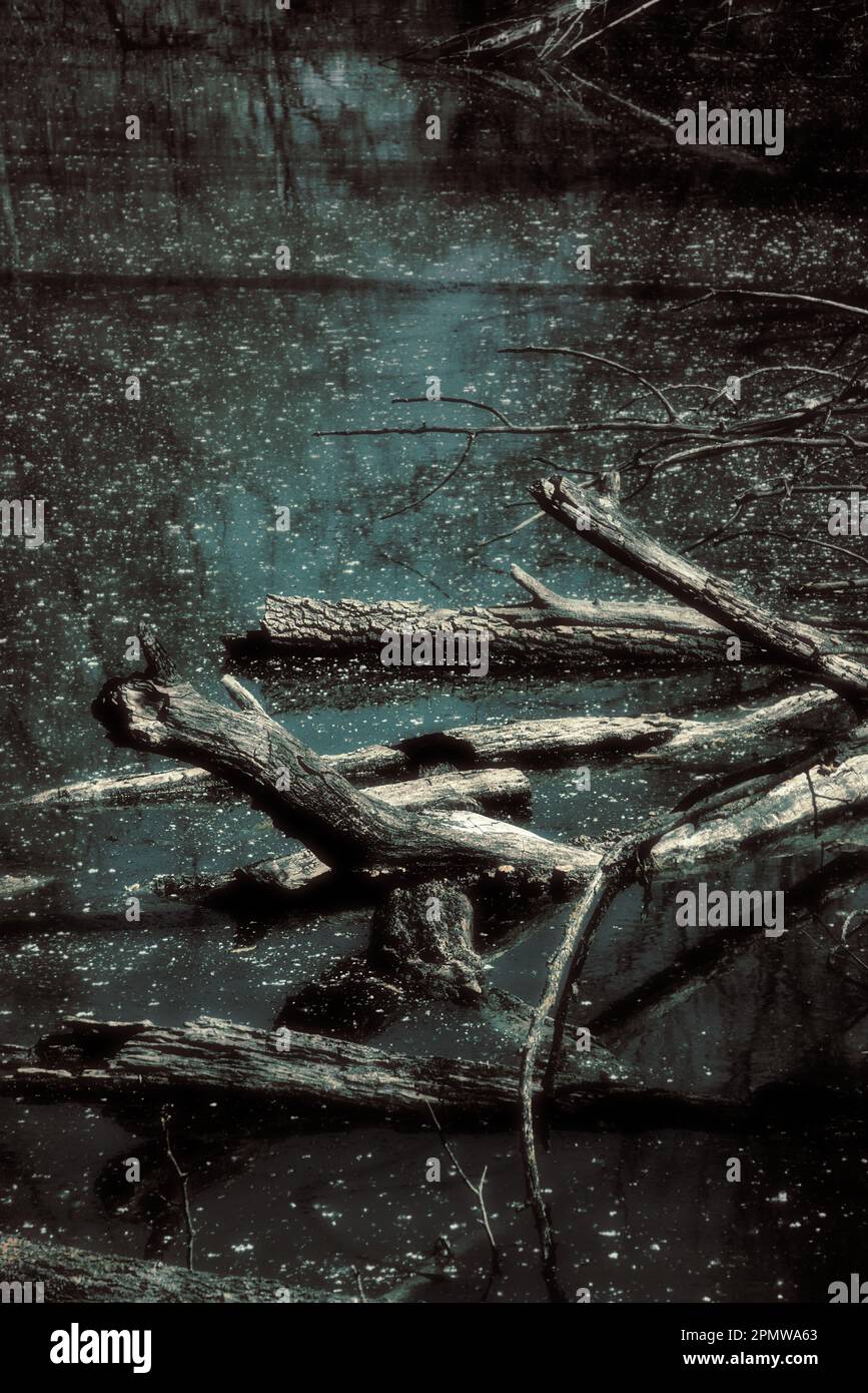 Swamp water path hi-res stock photography and images - Alamy