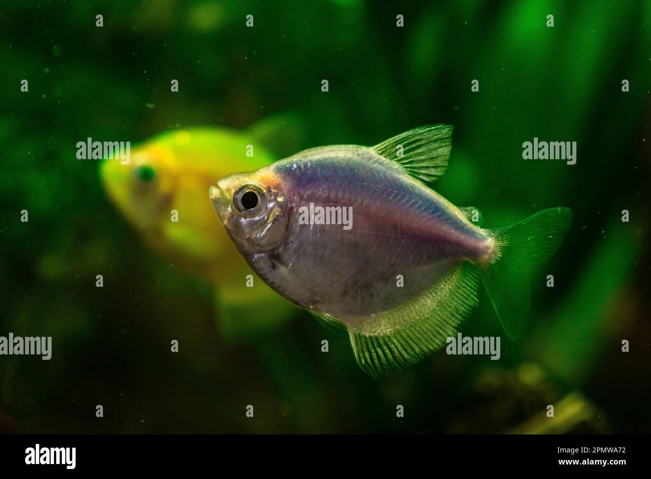 A closeup shot of a tetra fish in a clear aqua aquarium with lush ...