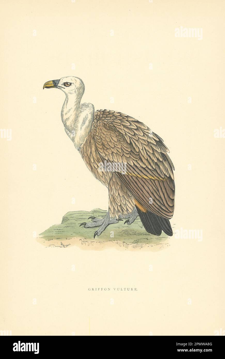 Griffon Vulture. Morris's British Birds. Antique colour print 1903 old ...