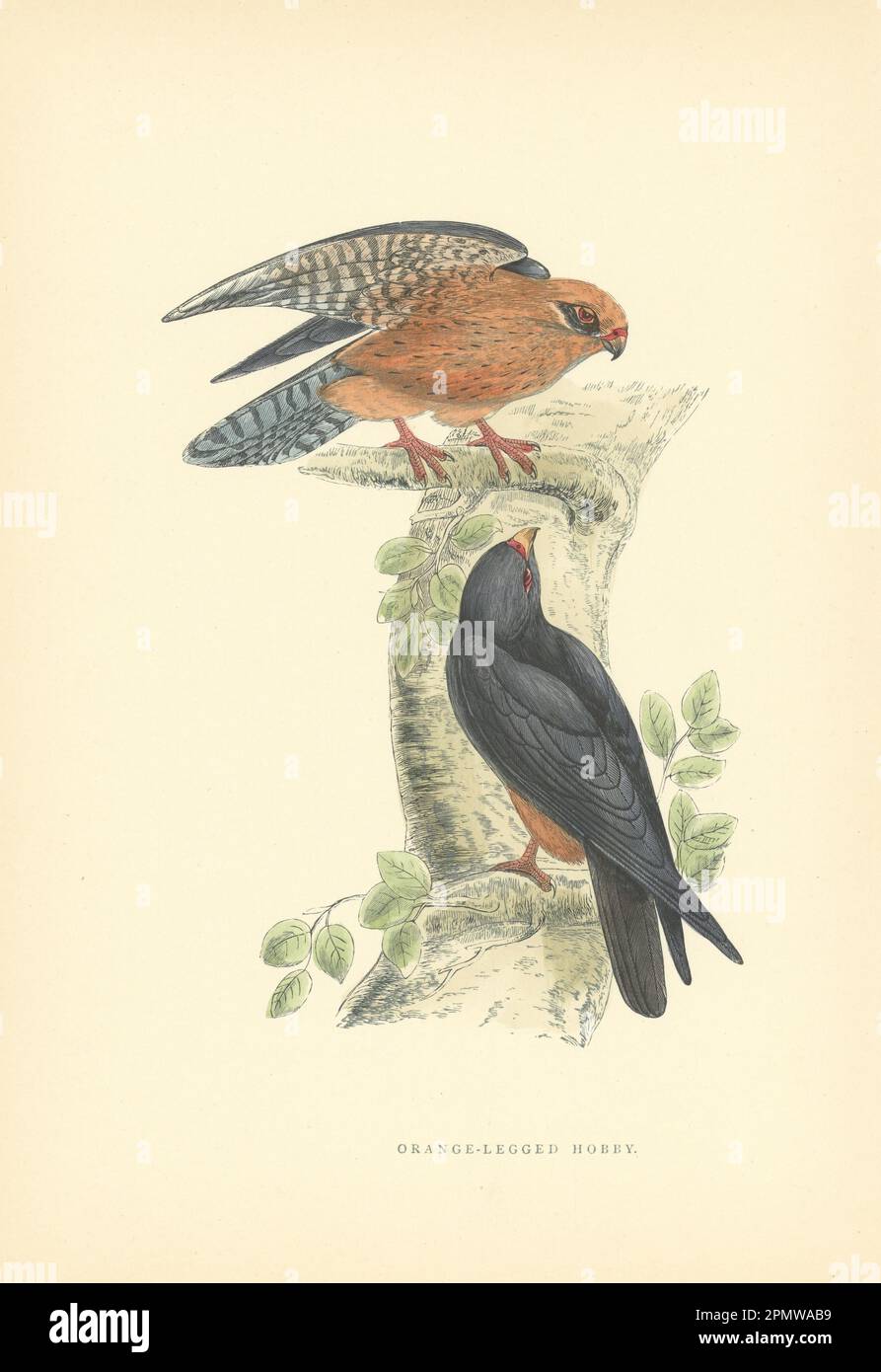 Orange-Legged Hobby. Morris's British Birds. Antique colour print 1903 ...