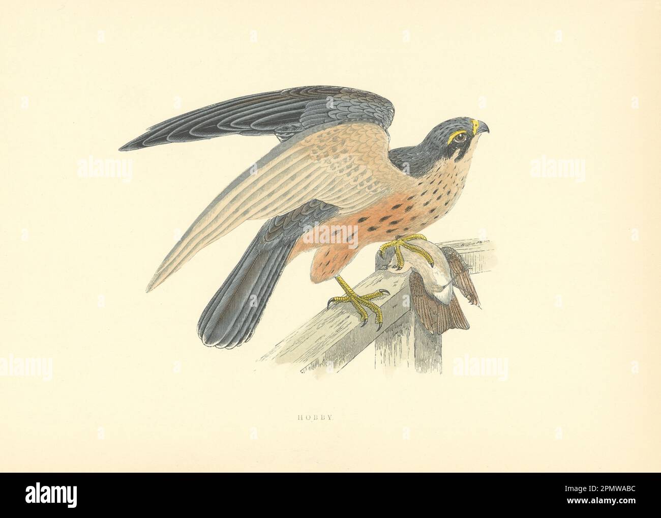 Hobby 20th hi-res stock photography and images - Alamy