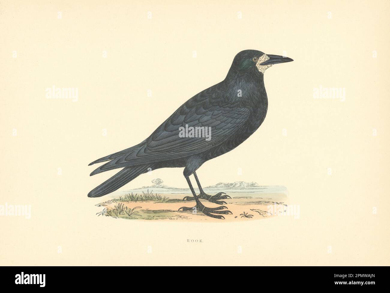 Rook. Morris's British Birds. Antique colour print 1903 old Stock Photo ...