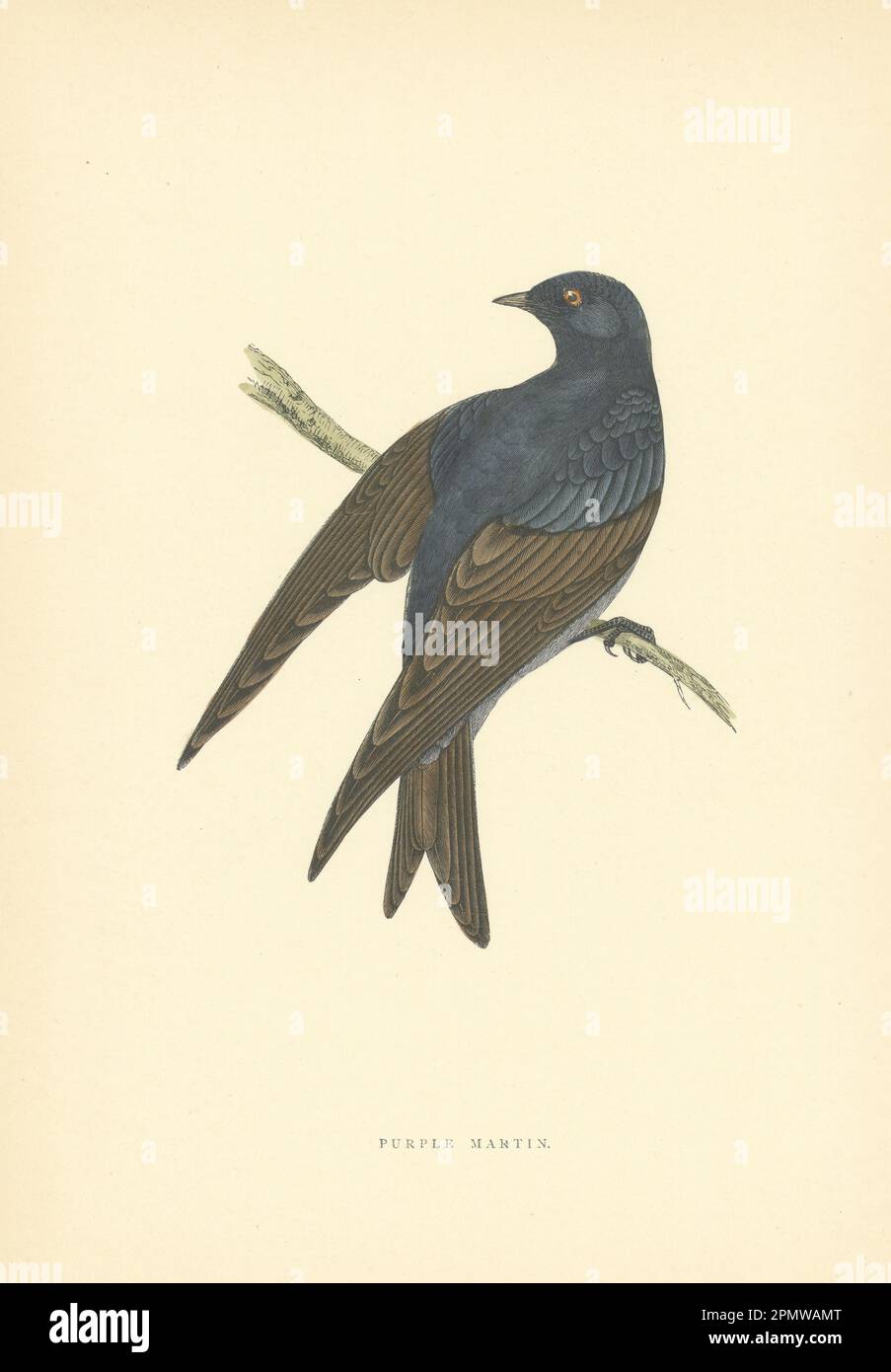 Purple Martin. Morris's British Birds. Antique colour print 1903 old ...