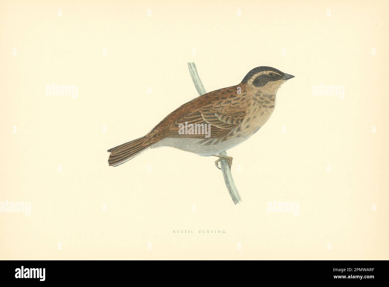Rustic coloured birds hi-res stock photography and images - Alamy