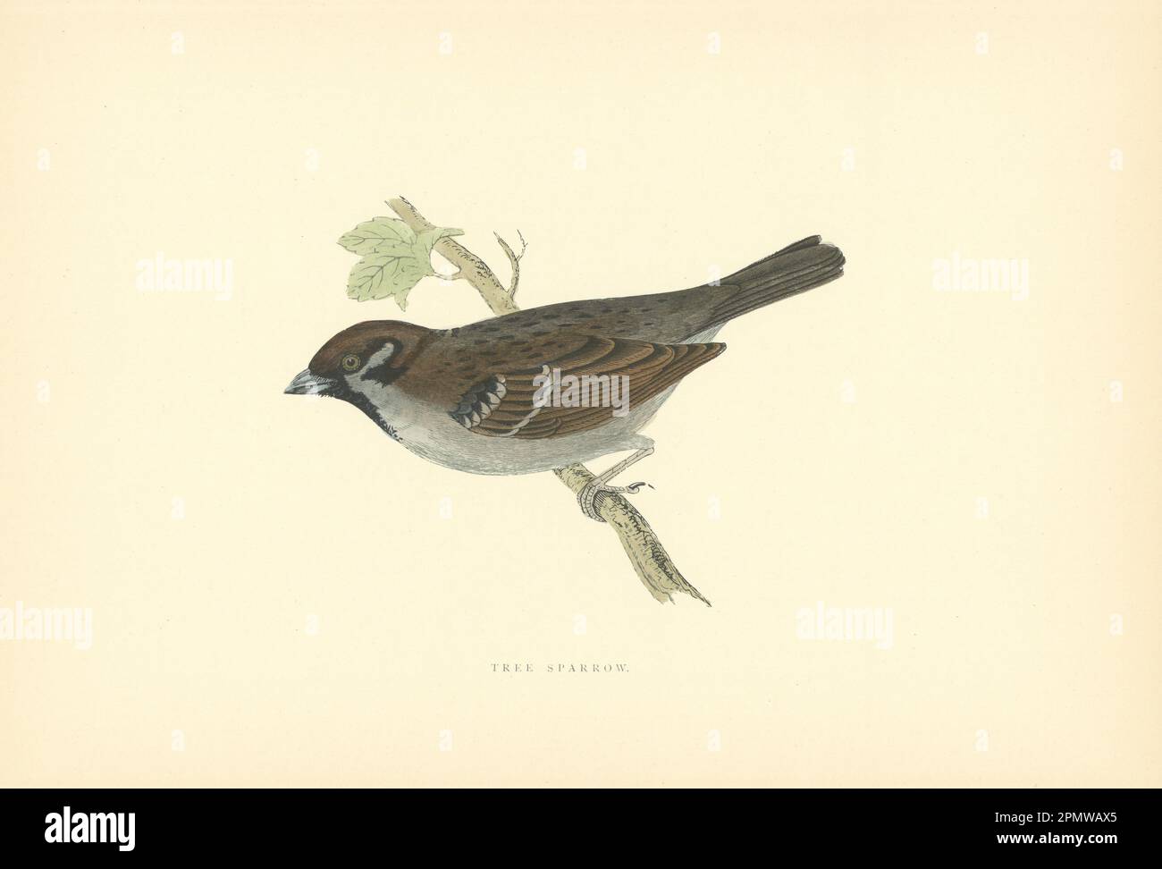 Tree Sparrow. Morris's British Birds. Antique colour print 1903 old ...