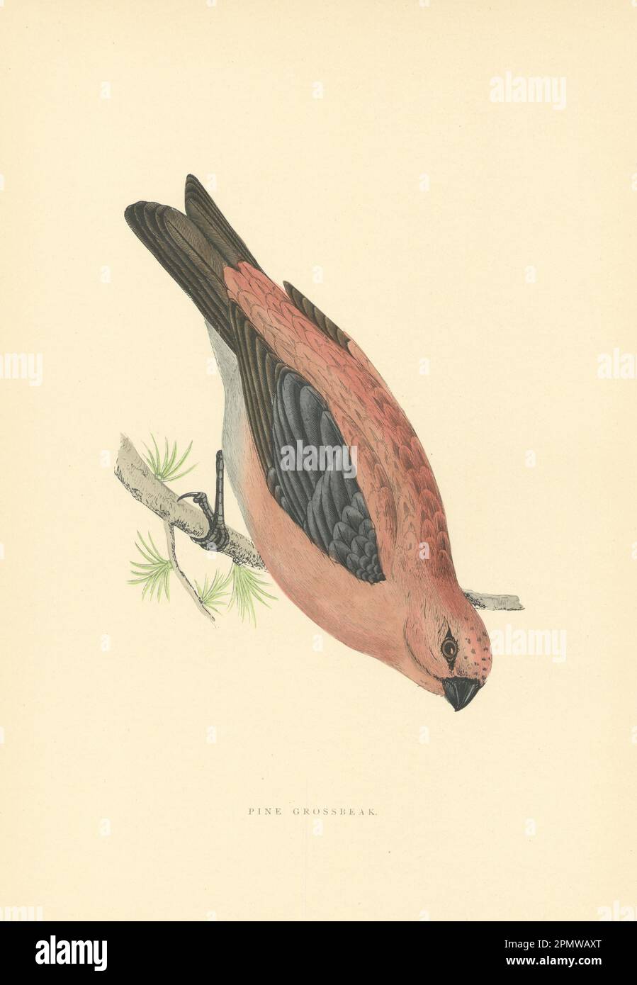 Grossbeak hi-res stock photography and images - Alamy