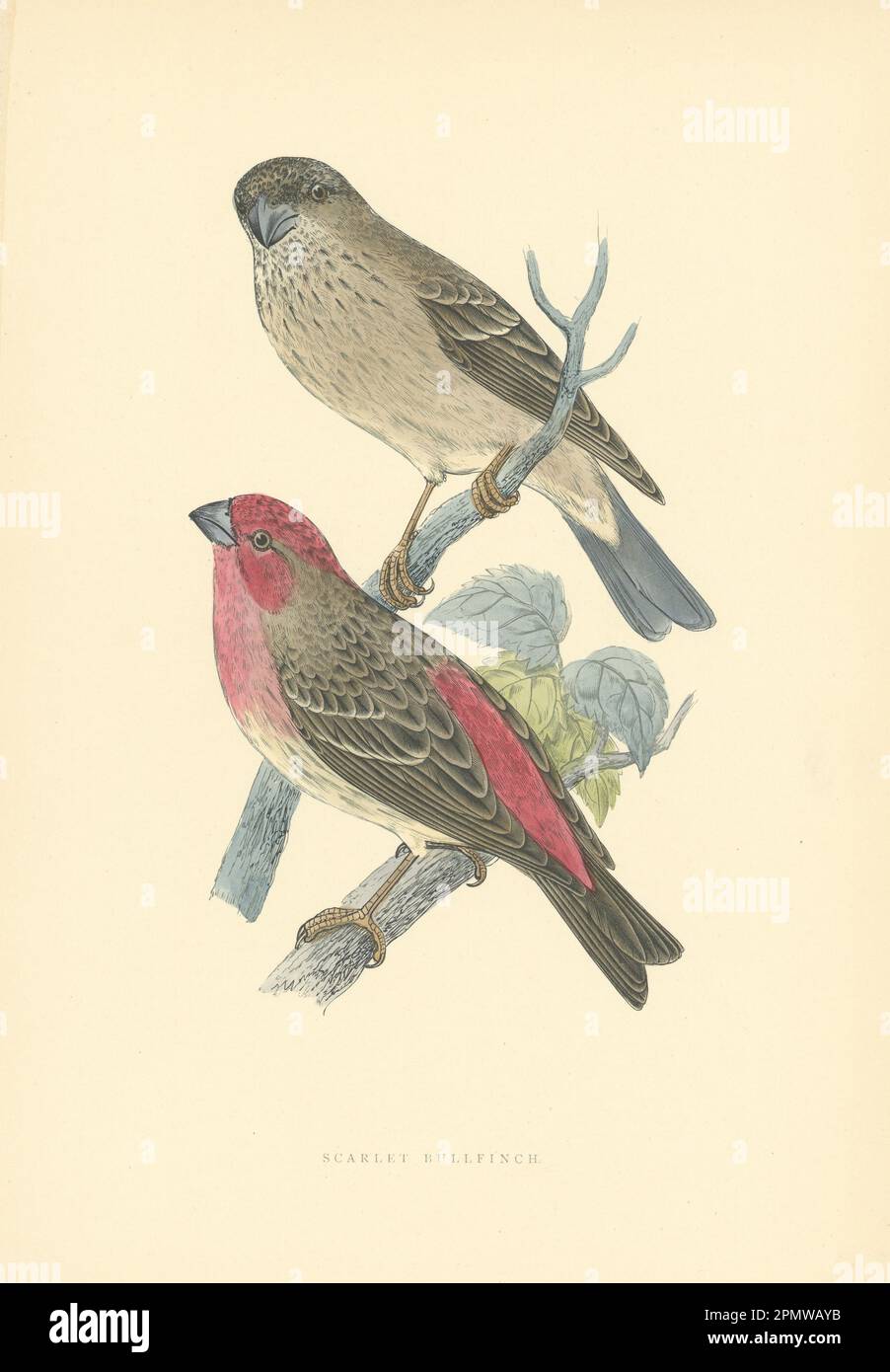 Scarlet Bullfinch. Morris's British Birds. Antique colour print 1903 ...