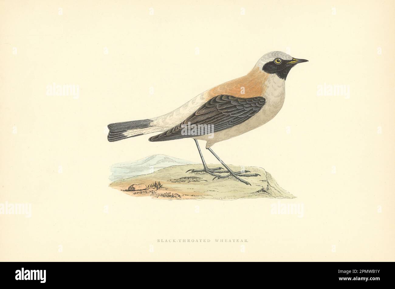 Black-throated Wheatear. Morris's British Birds. Antique colour print ...