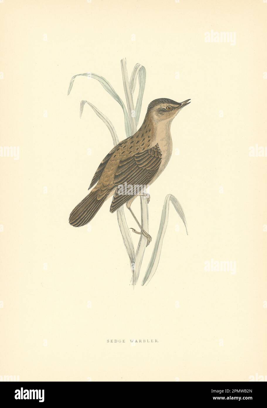 Sedge Warbler. Morris's British Birds. Antique colour print 1903 old Stock Photo - Alamy