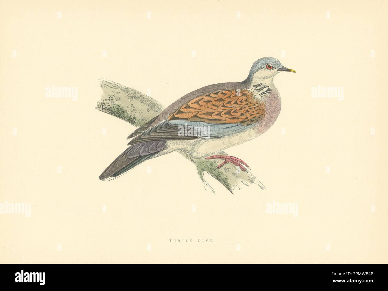 Turtle Dove. Morris's British Birds. Antique colour print 1903 old ...