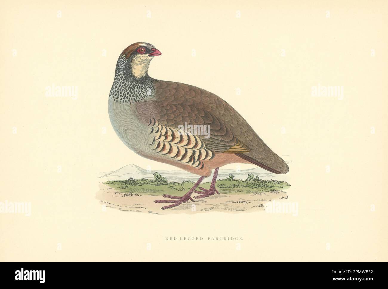 Red-Legged Partridge. Morris's British Birds. Antique colour print 1903 ...