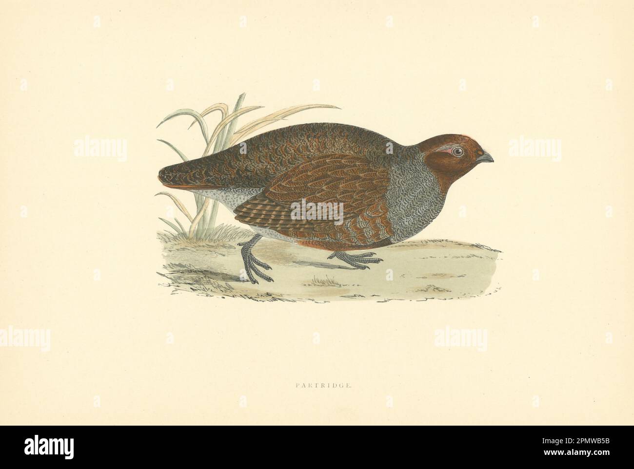 Partridge coloured hi-res stock photography and images - Alamy